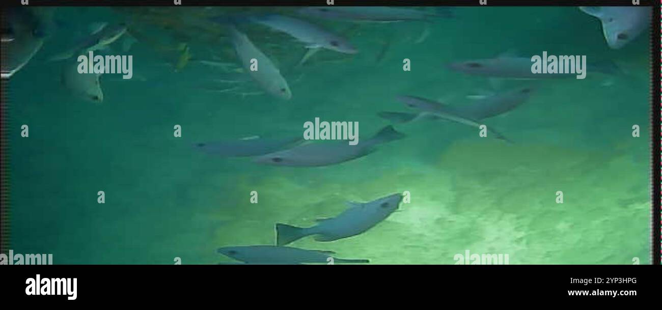 Gray Snapper (Lutjanus griseus Stock Photo - Alamy
