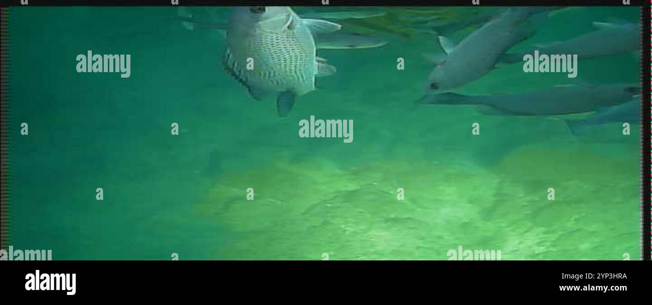 Gray Snapper (Lutjanus griseus Stock Photo - Alamy