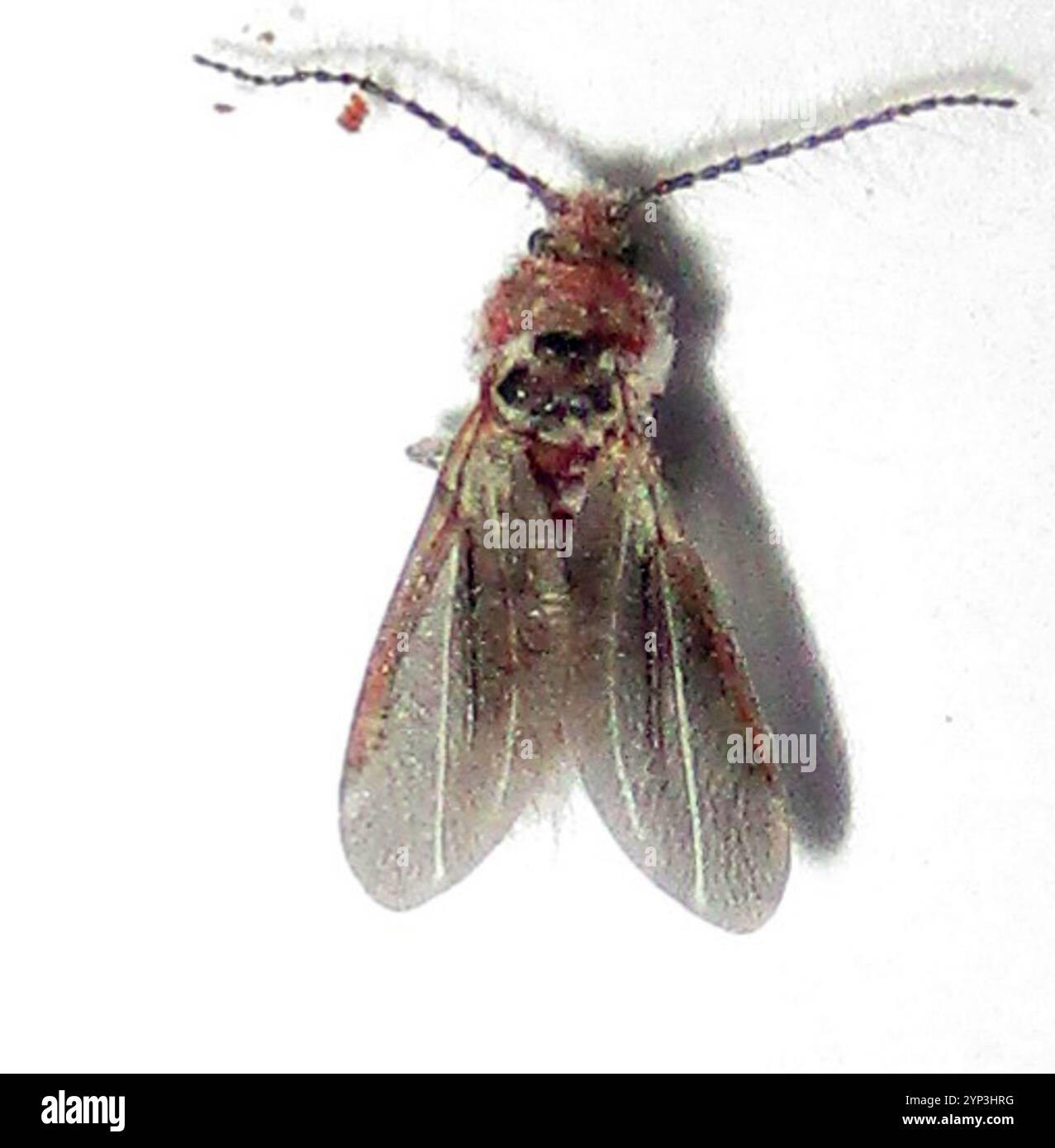 Giant insects Cut Out Stock Images & Pictures - Alamy