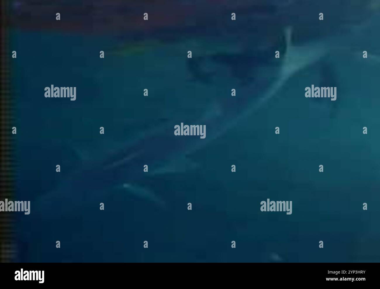 Ray-finned Fishes (Actinopterygii Stock Photo - Alamy