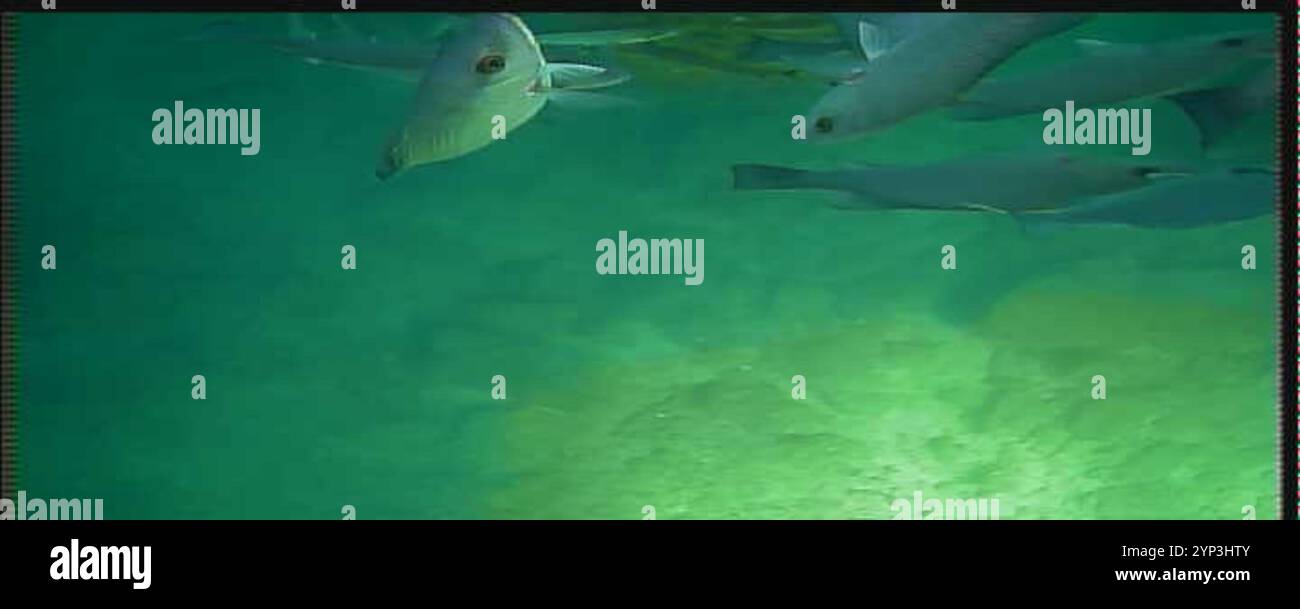 Gray Snapper (Lutjanus griseus Stock Photo - Alamy