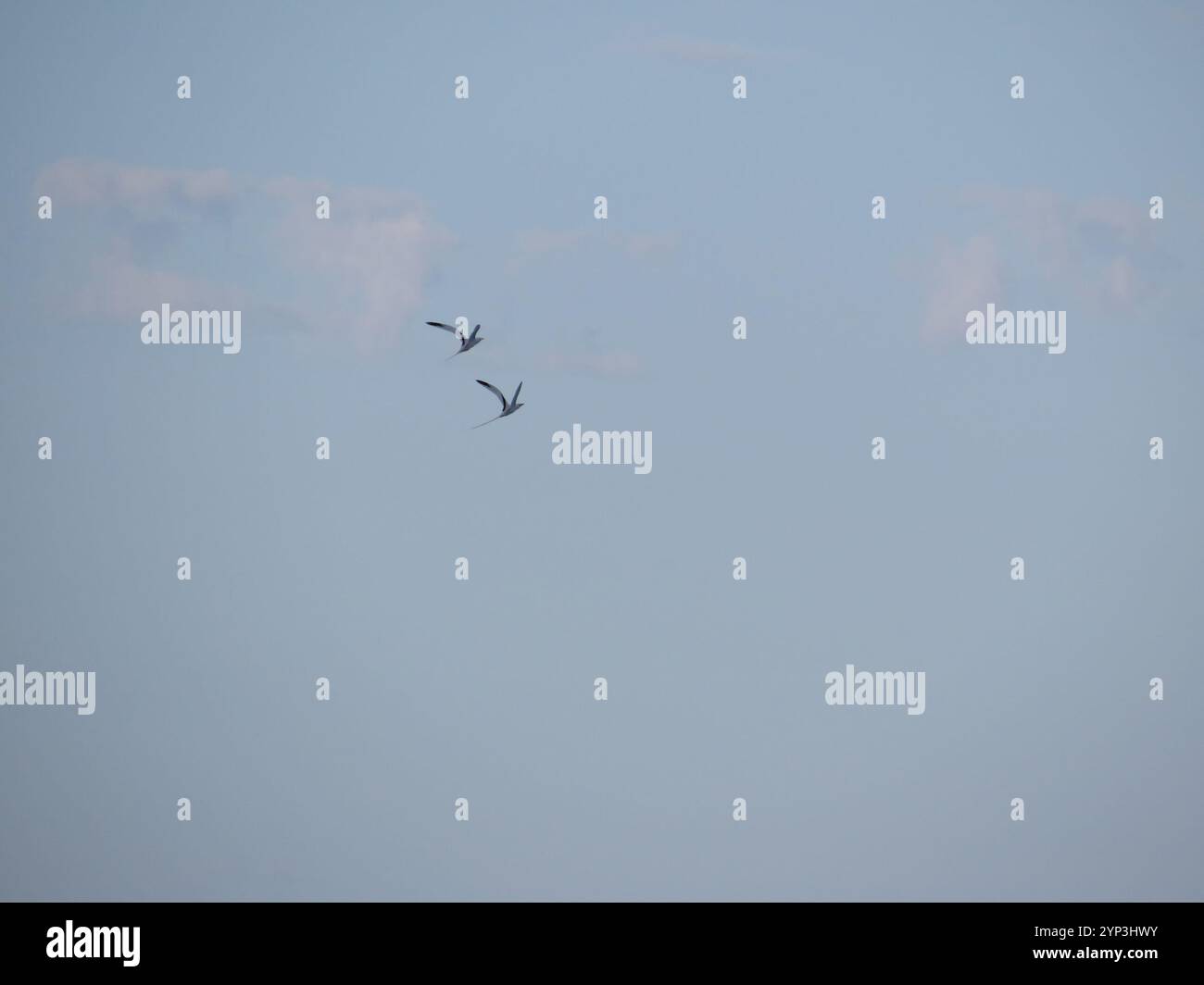 Caribbean White-tailed Tropicbird (Phaethon lepturus catesbyi Stock ...