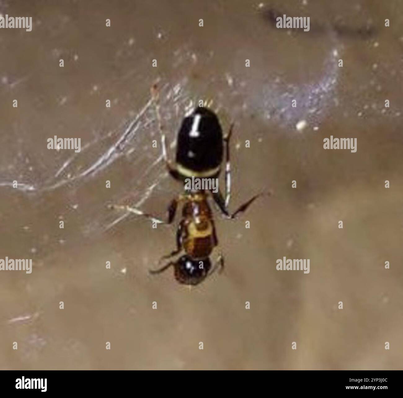 European Gate-keeper Ant (Colobopsis truncata Stock Photo - Alamy