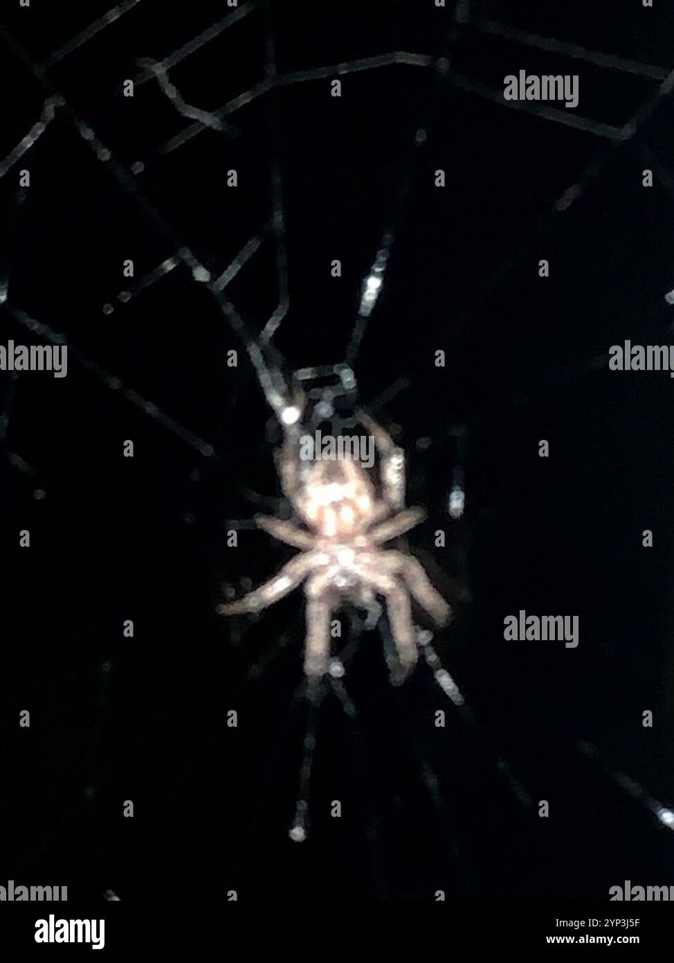 Orbweavers and Allies (Araneoidea Stock Photo - Alamy