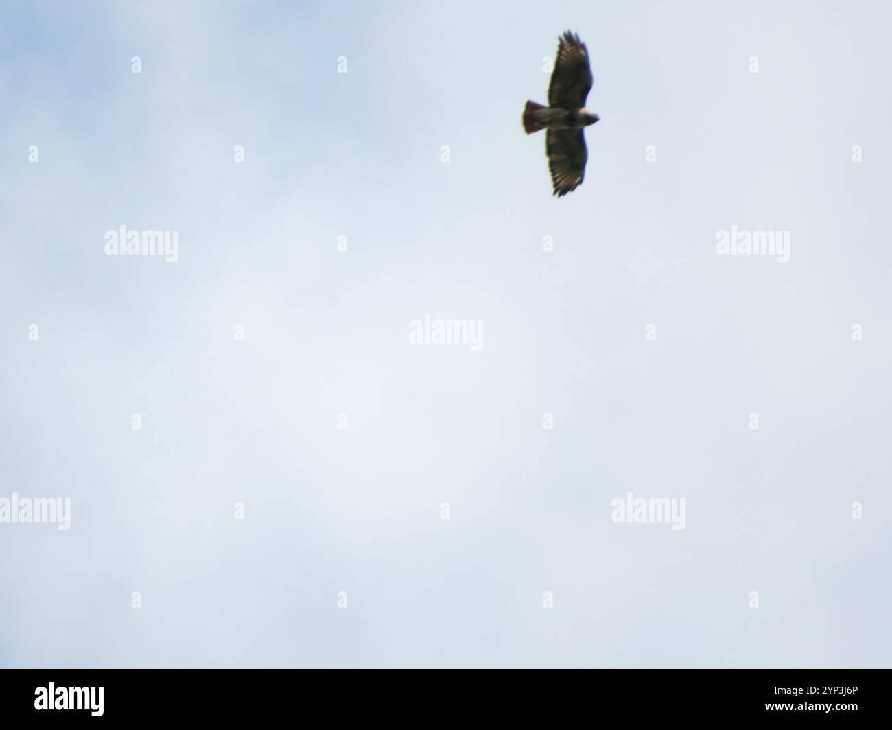Jamaican Red-tailed Hawk (Buteo jamaicensis jamaicensis Stock Photo - Alamy