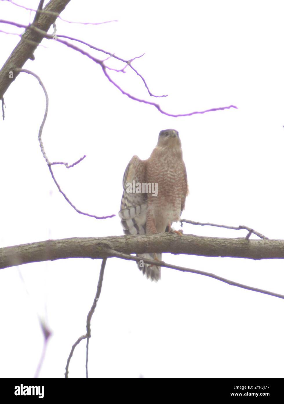 Cooper's Hawk (Astur cooperii Stock Photo - Alamy