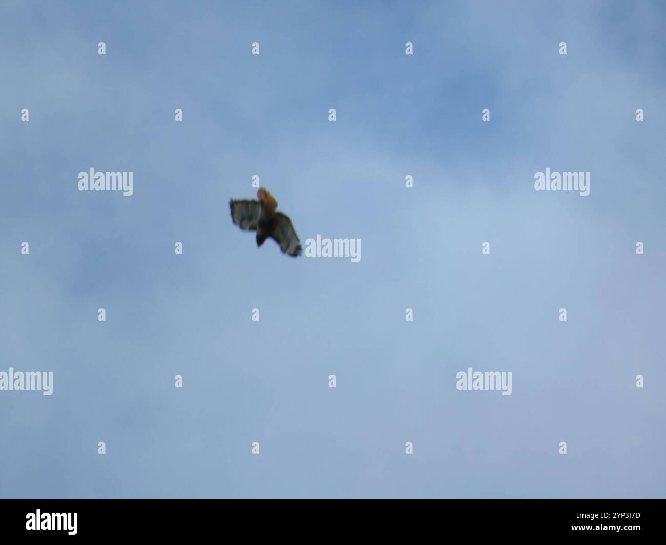 Jamaican Red-tailed Hawk (Buteo jamaicensis jamaicensis Stock Photo - Alamy