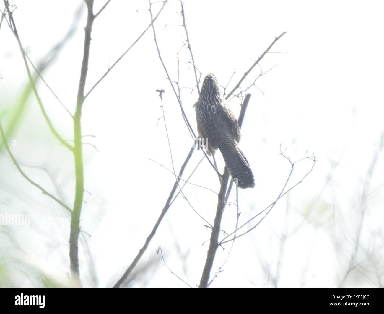 Lesser Coucal (Centropus bengalensis Stock Photo - Alamy
