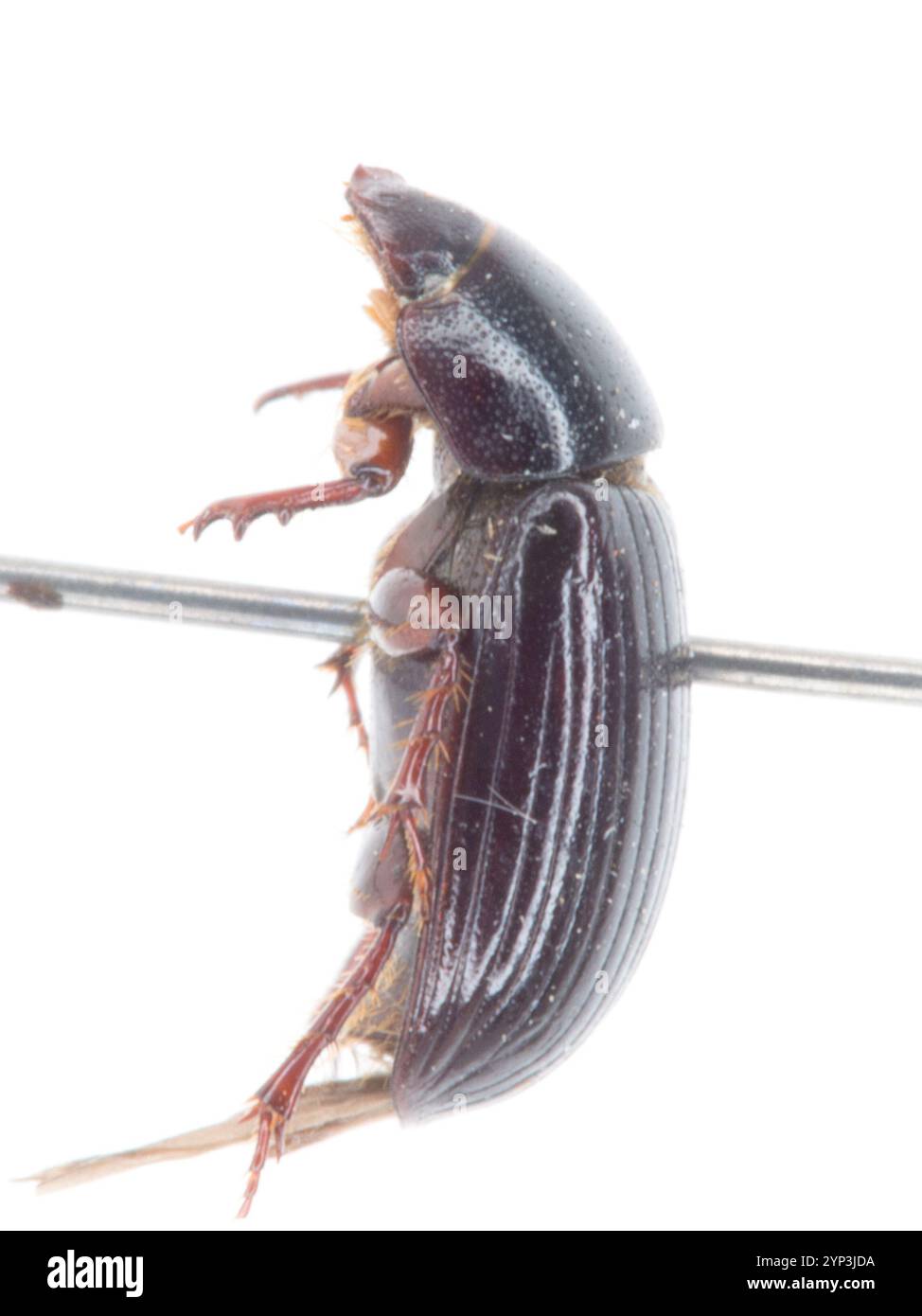 Coloradensis Cut Out Stock Images & Pictures - Alamy