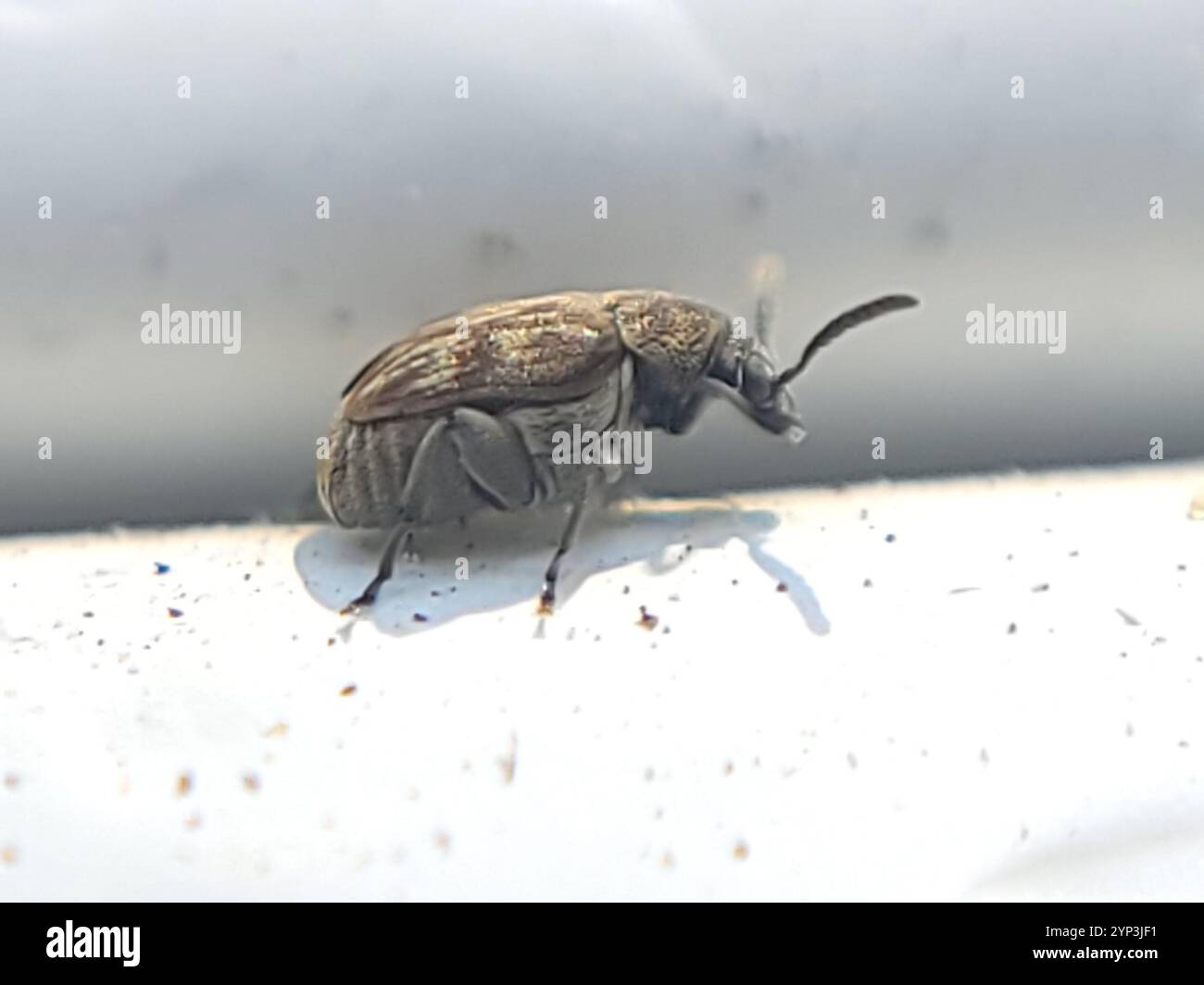 Bean weevils hi-res stock photography and images - Alamy