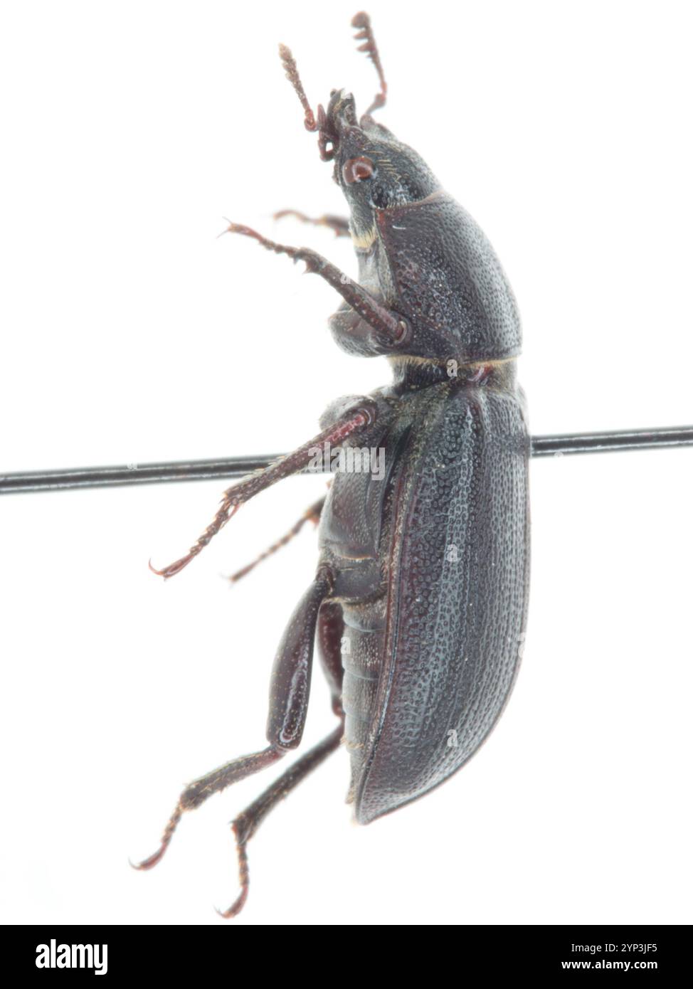 Aspen stag beetle (western) (Platycerus marginalis Stock Photo - Alamy