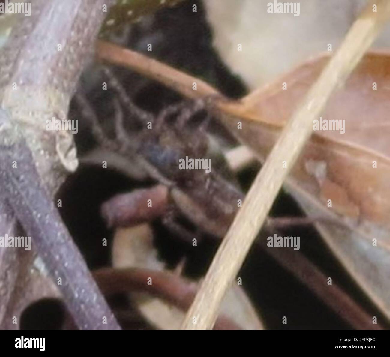 Wolf Spiders and Allies (Lycosoidea Stock Photo - Alamy