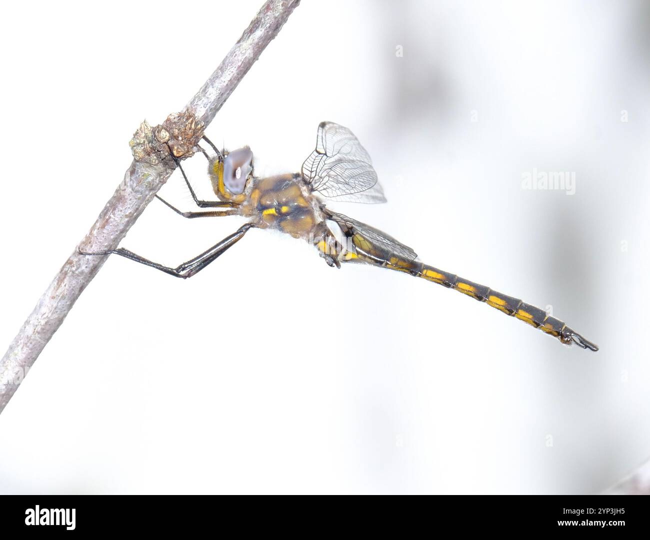 Dot winged baskettail hi-res stock photography and images - Alamy