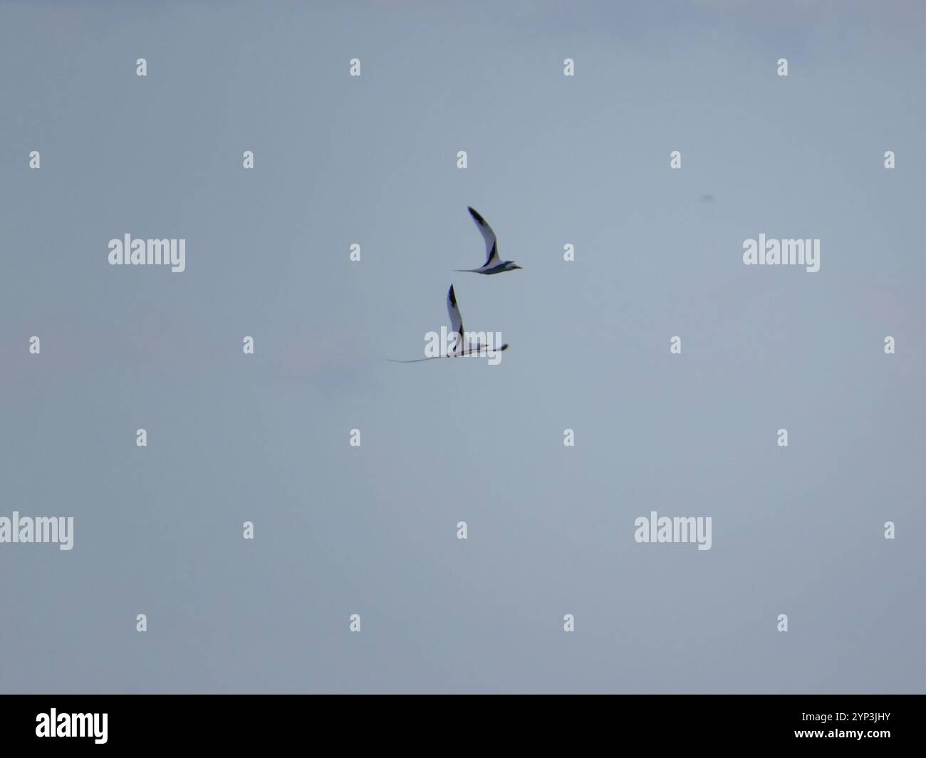 Caribbean White-tailed Tropicbird (Phaethon lepturus catesbyi Stock ...