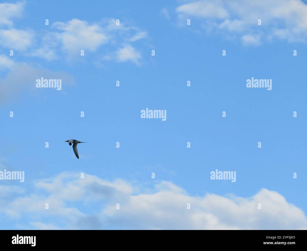 Caribbean White-tailed Tropicbird (Phaethon lepturus catesbyi Stock ...