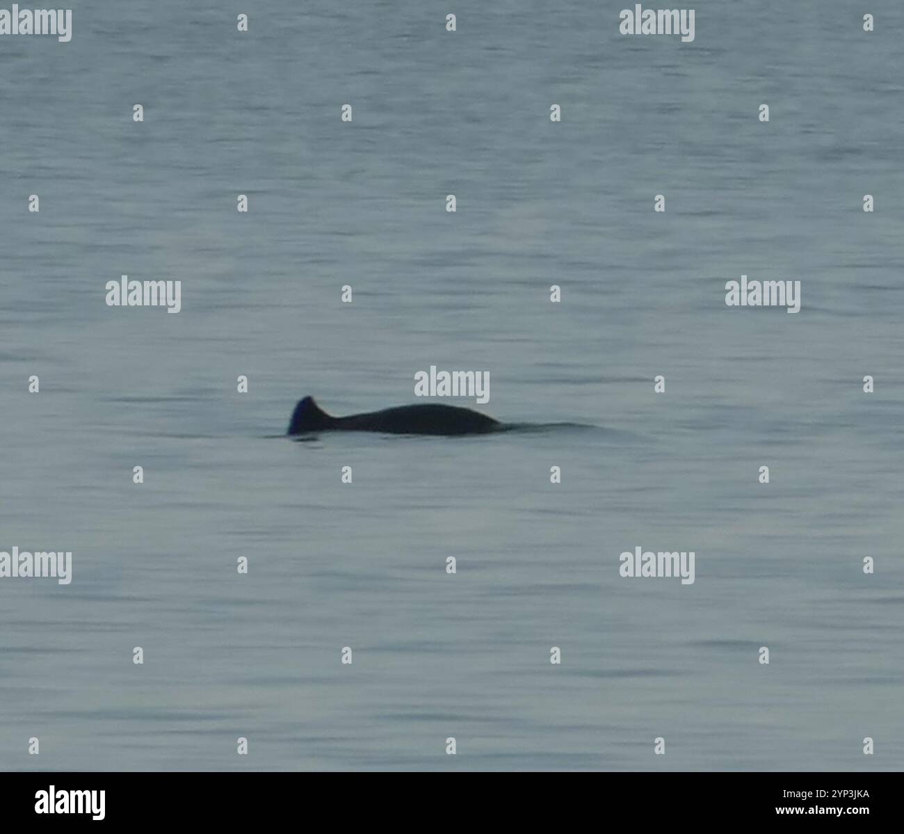 Harbour Porpoise (Phocoena phocoena Stock Photo - Alamy