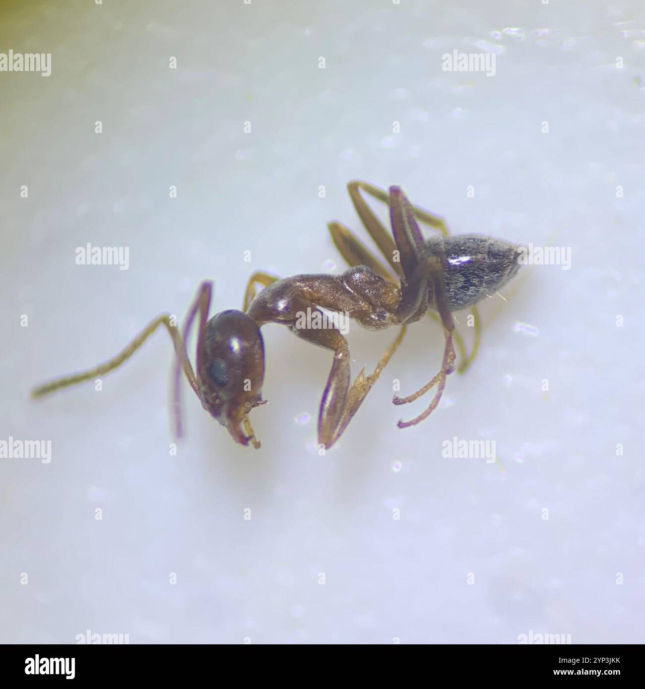 Odorous ants hi-res stock photography and images - Alamy