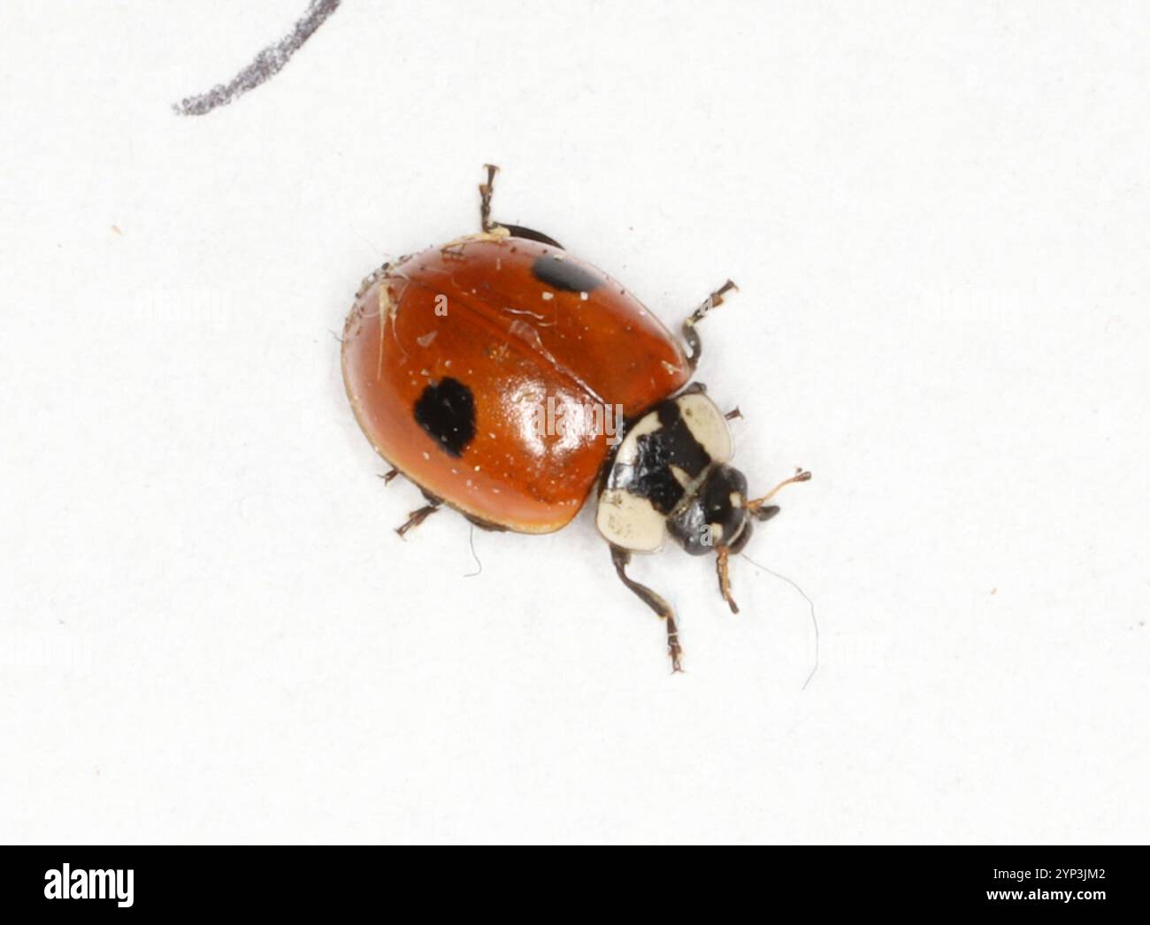 Two-spotted Lady Beetle (Adalia bipunctata Stock Photo - Alamy