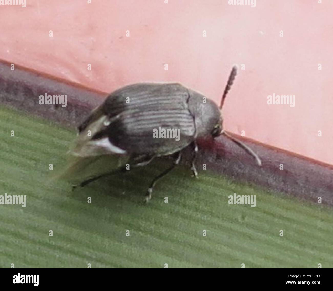 Broom Seed Beetle (Bruchidius villosus Stock Photo - Alamy