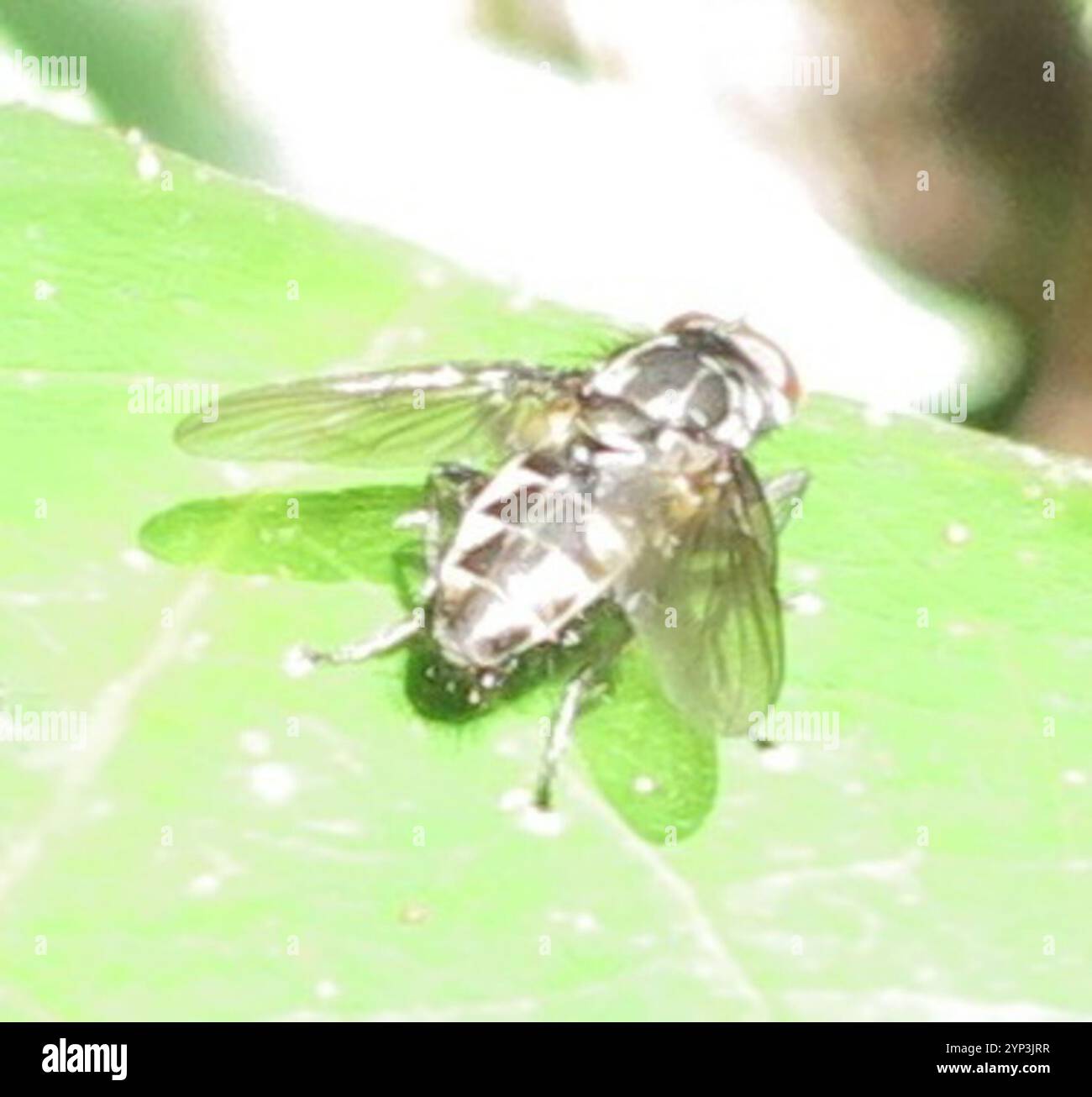 Horse and Deer Flies (Tabanidae Stock Photo - Alamy