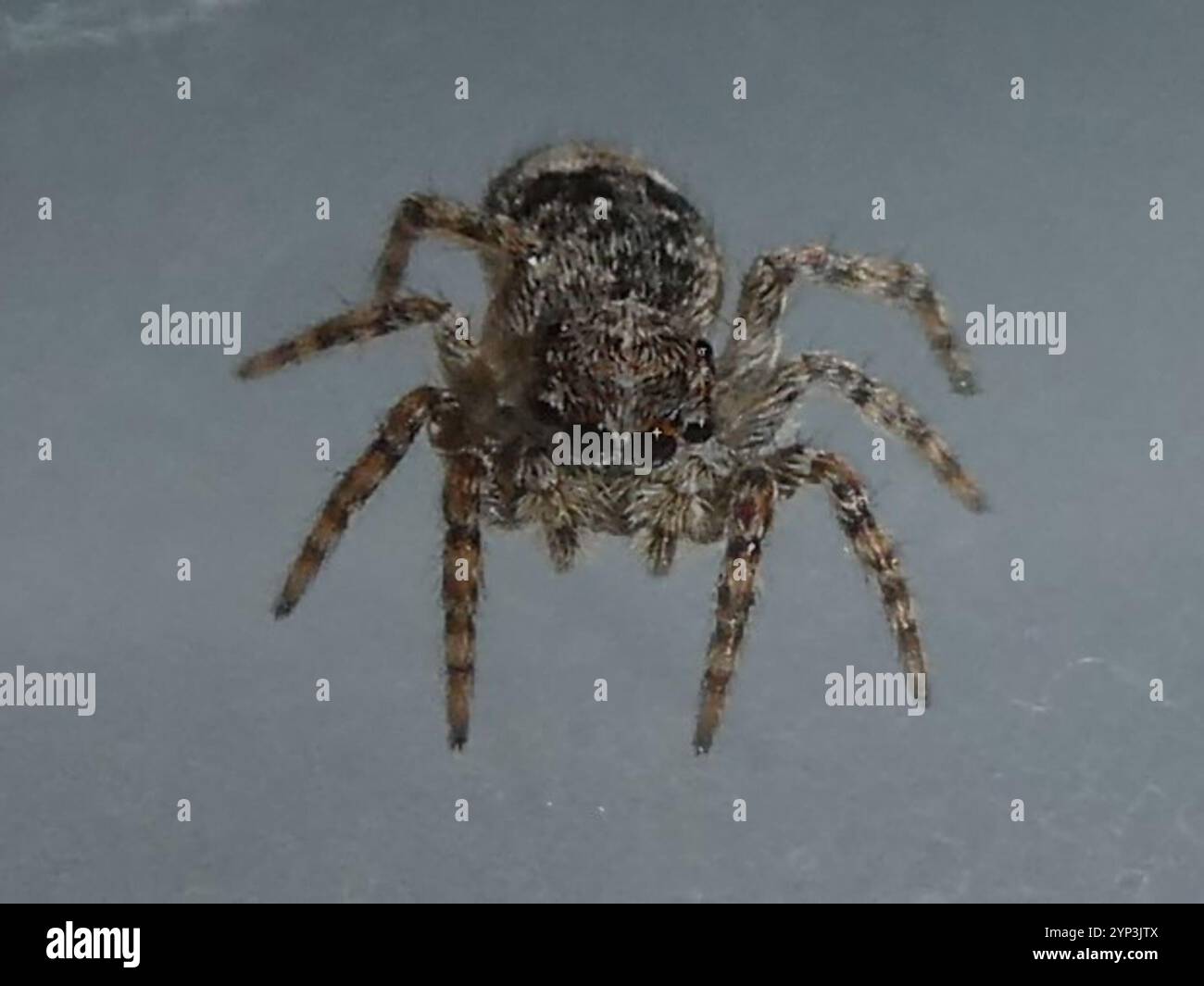 Asiatic Wall Jumping Spider (Attulus fasciger Stock Photo - Alamy