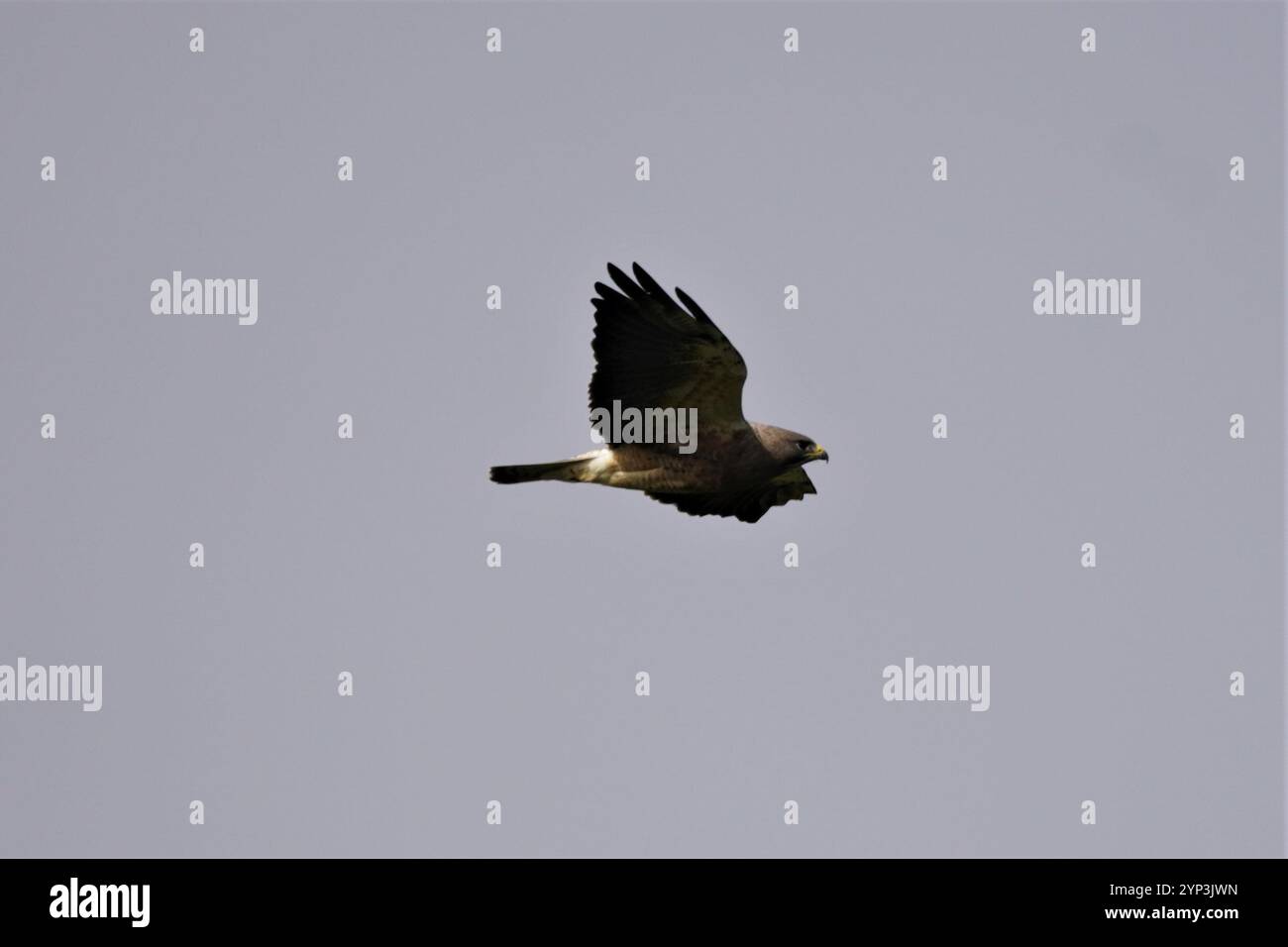 Swainson's Hawk (Buteo swainsoni Stock Photo - Alamy