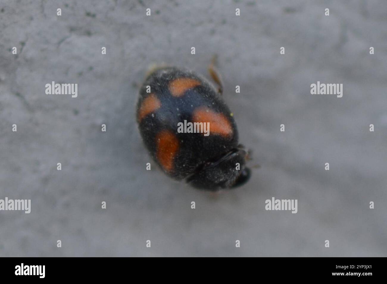 Four-spotted Nephus (Nephus quadrimaculatus Stock Photo - Alamy