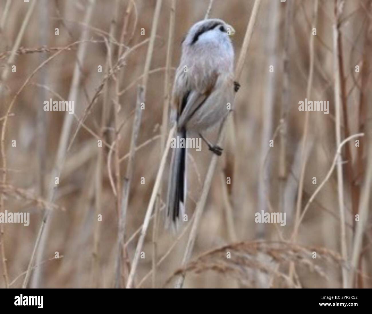 Reed parrotbill hi-res stock photography and images - Alamy
