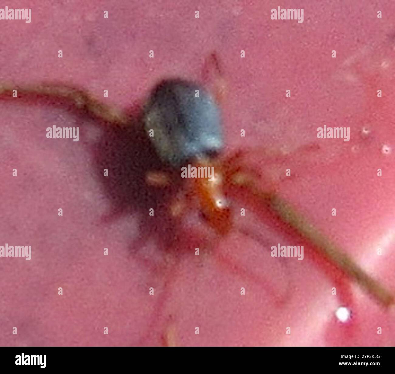 Bombardier Beetles (Brachinus Stock Photo - Alamy