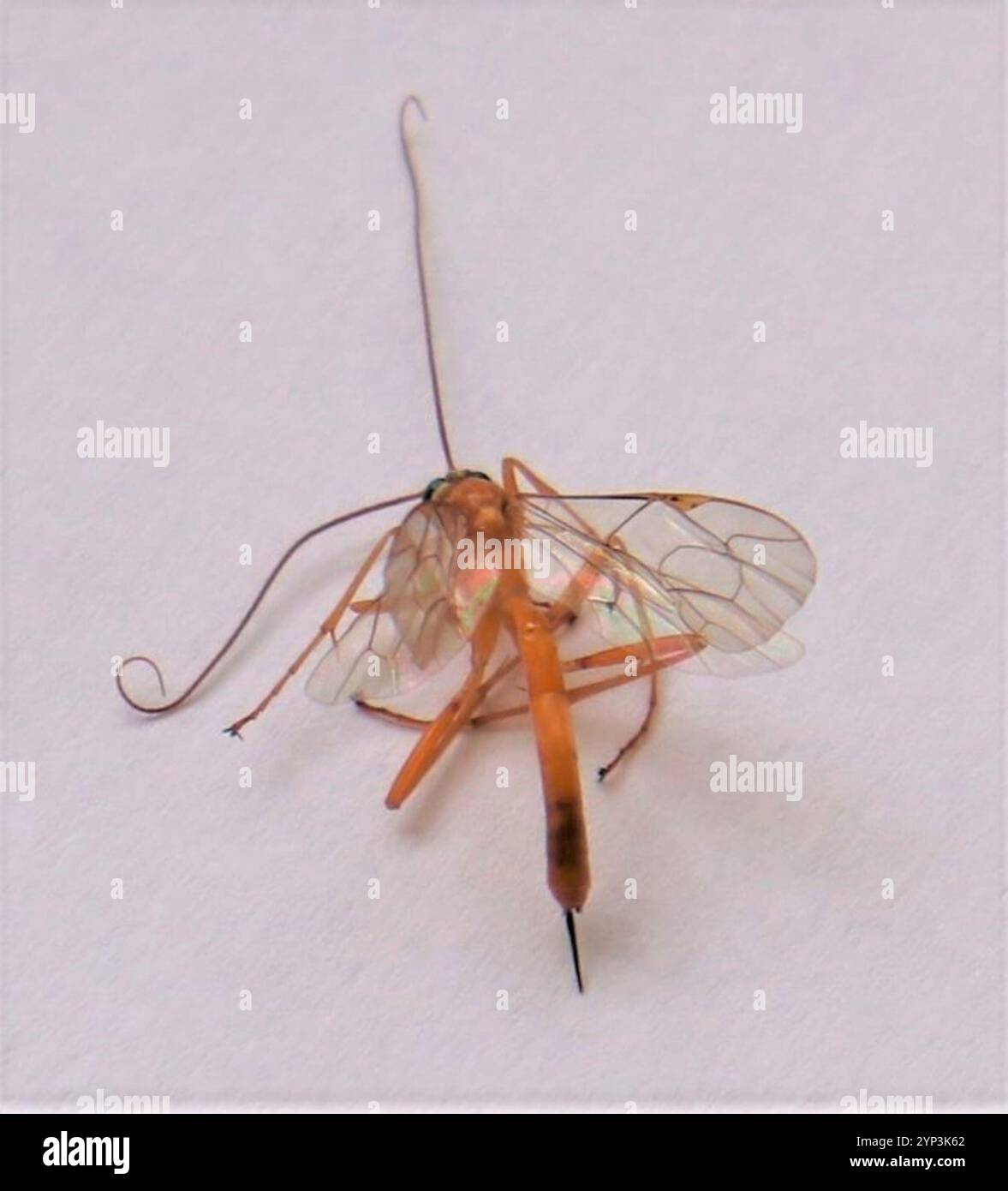 Ichneumonid Wasps (Ichneumonidae Stock Photo - Alamy