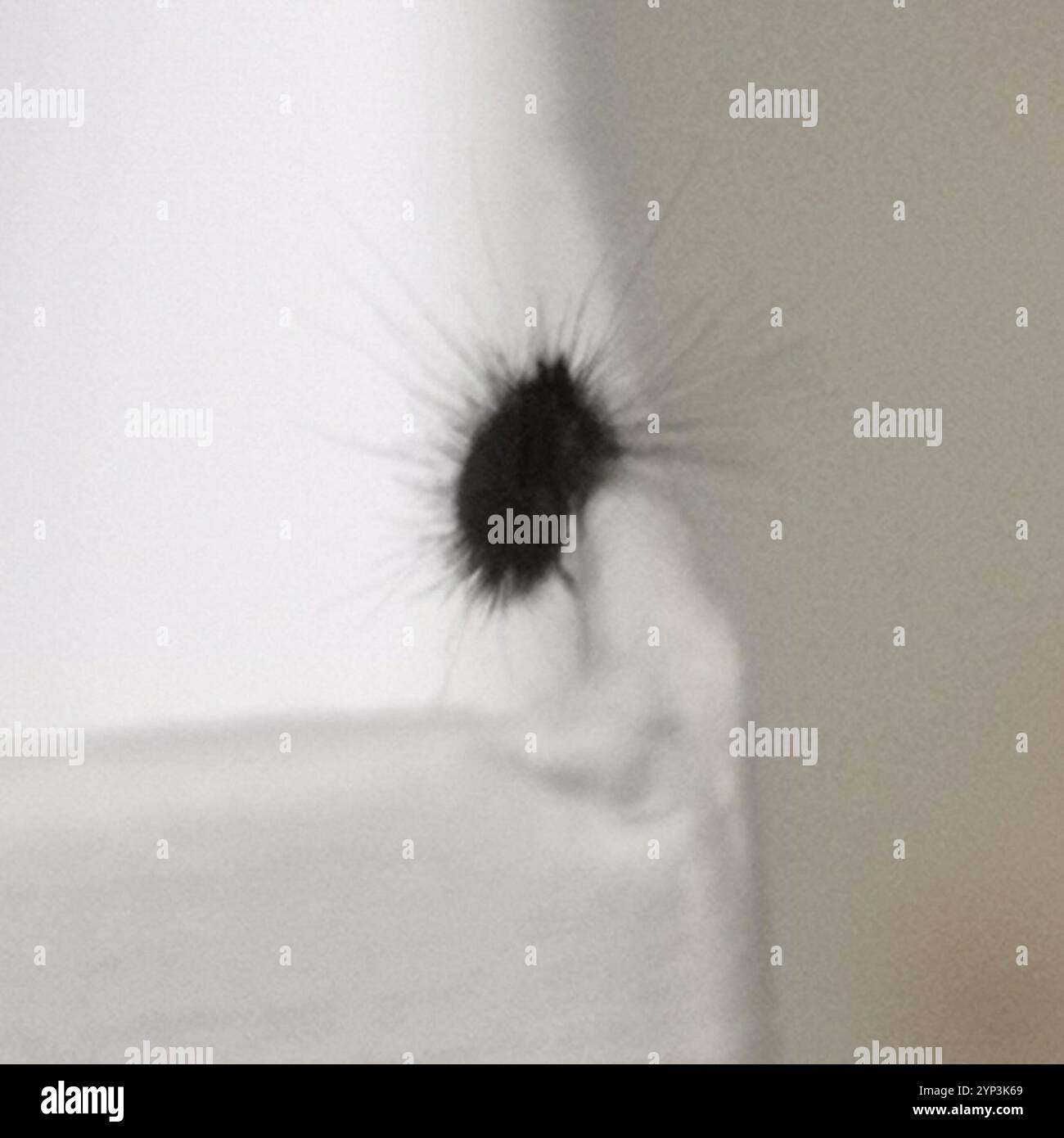 Skin Beetles (Dermestidae Stock Photo - Alamy