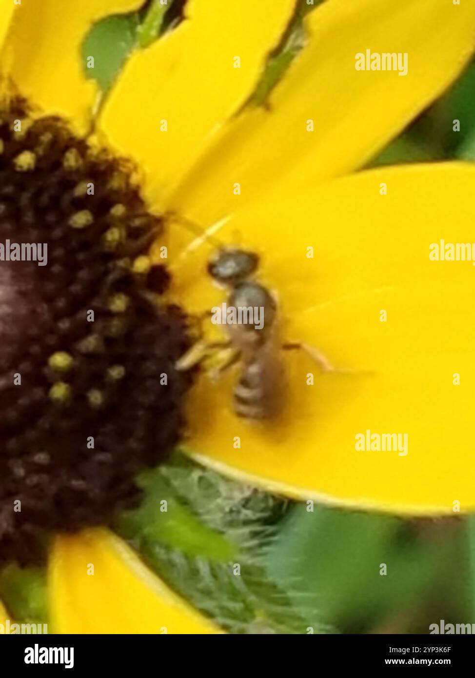 Confusing Furrow Bee (Halictus confusus Stock Photo - Alamy