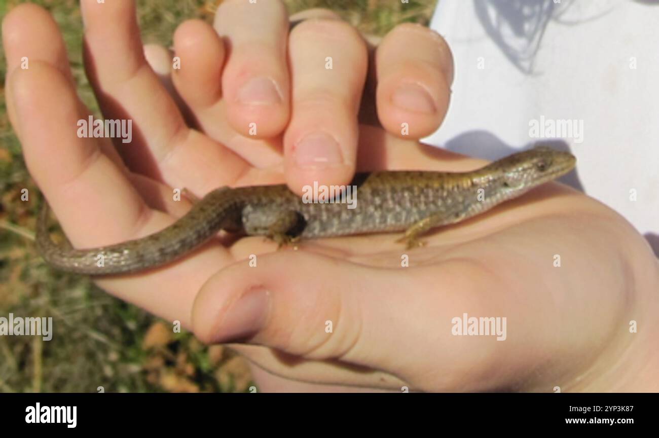 Northern Alligator Lizard (Elgaria coerulea Stock Photo - Alamy