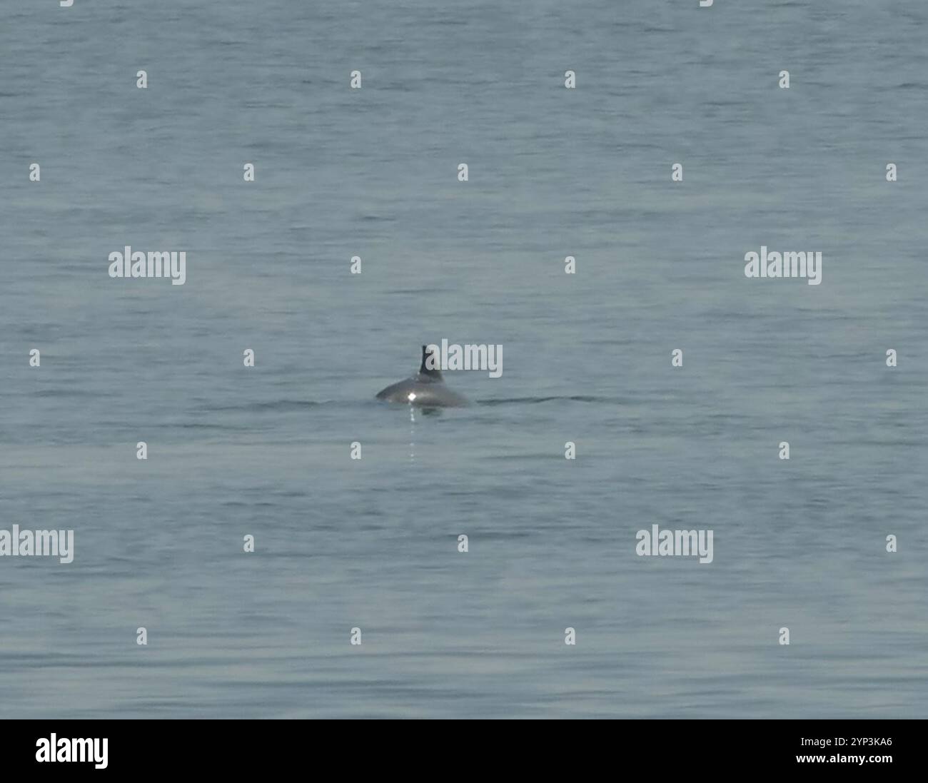 Harbour Porpoise (Phocoena phocoena Stock Photo - Alamy