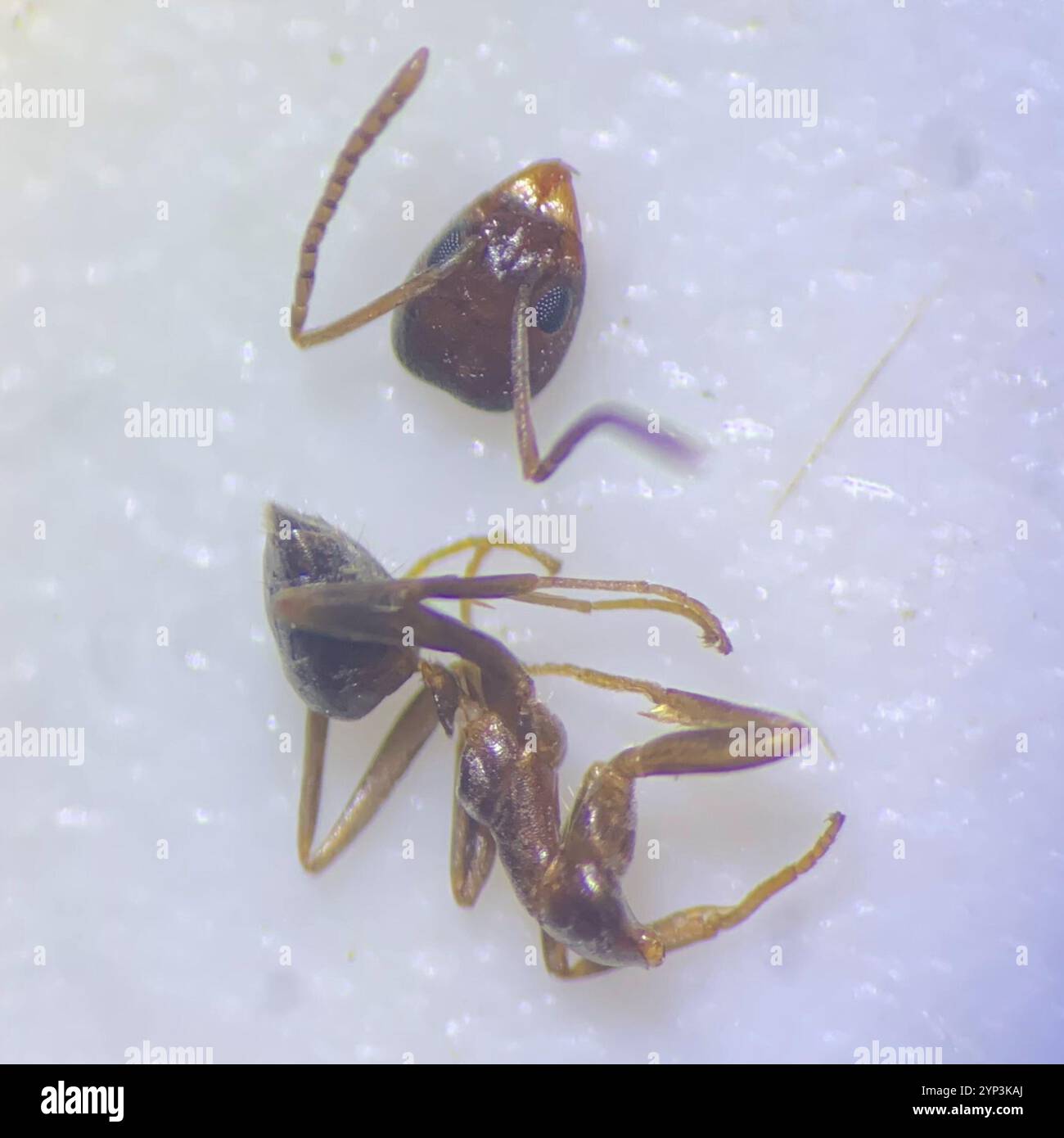 Odorous Ants (Dolichoderinae Stock Photo - Alamy
