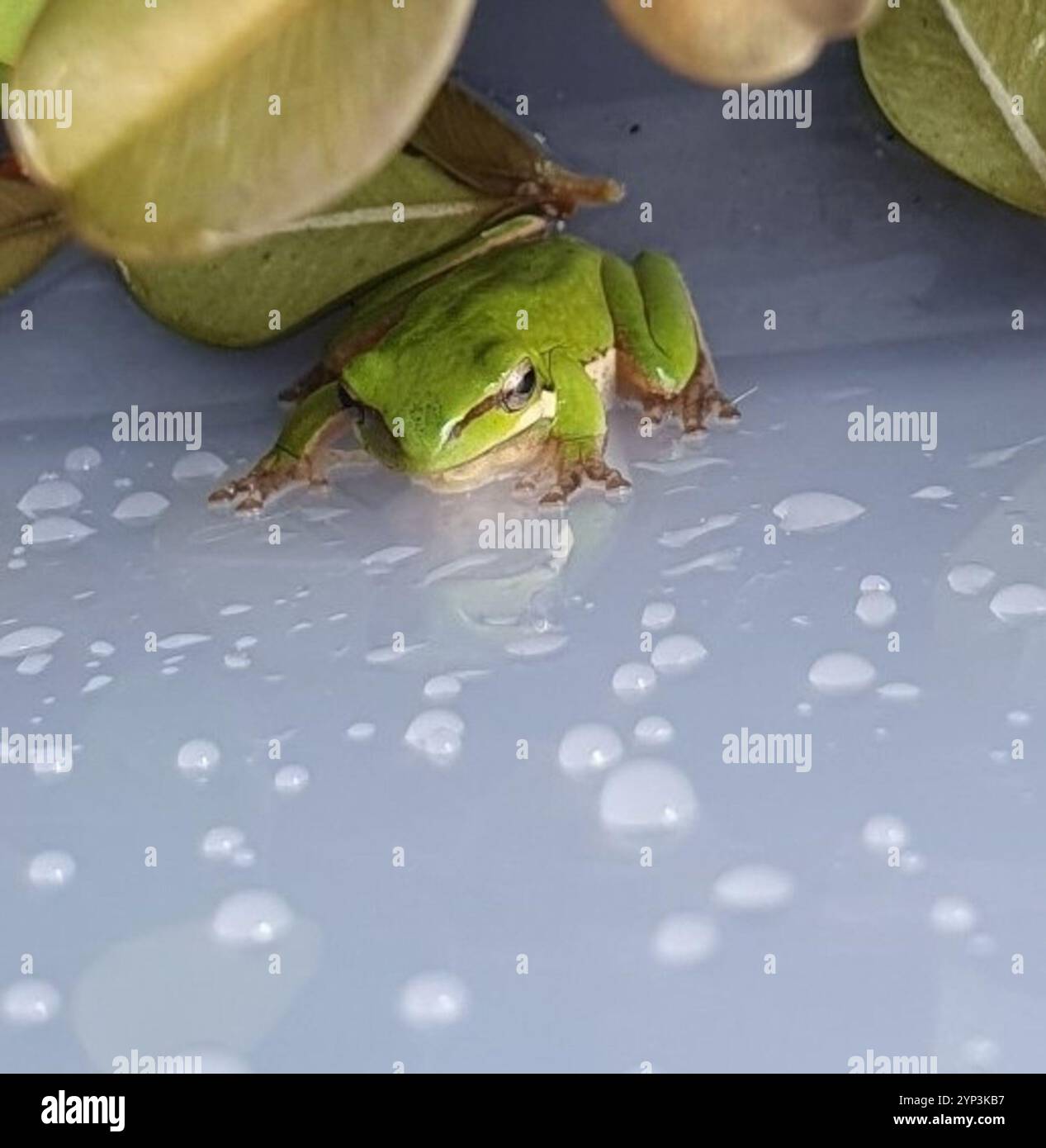 Eastern Dwarf Tree Frog (Litoria fallax Stock Photo - Alamy