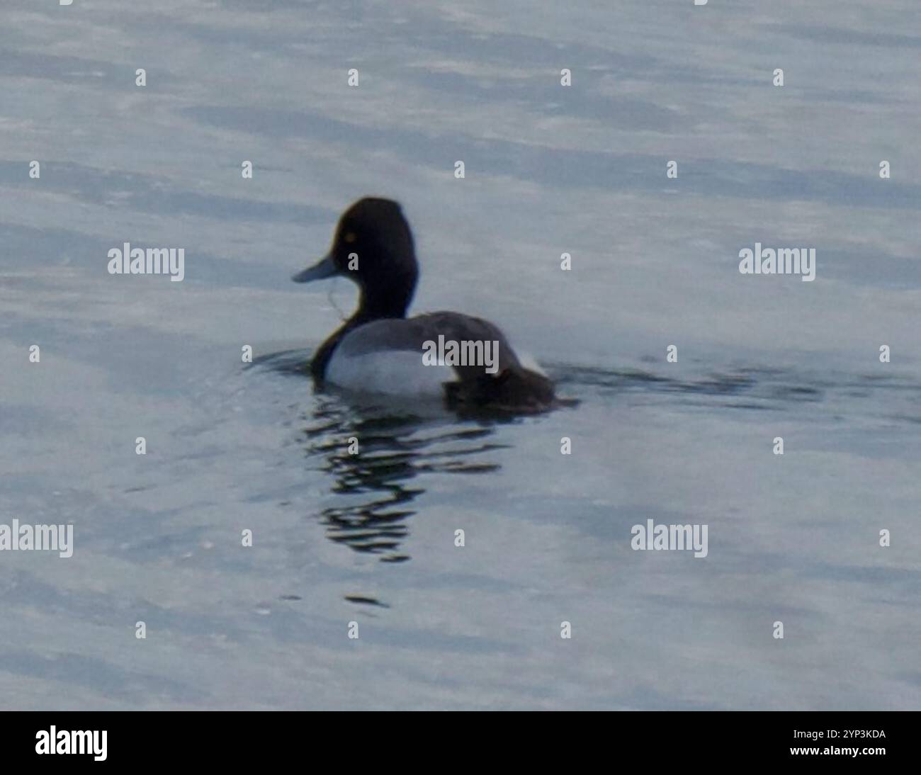 Lesser Scaup (Aythya affinis Stock Photo - Alamy