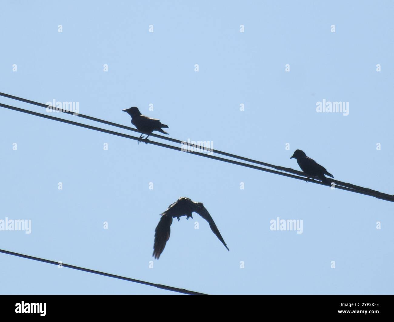 Fish Crow (Corvus ossifragus Stock Photo - Alamy