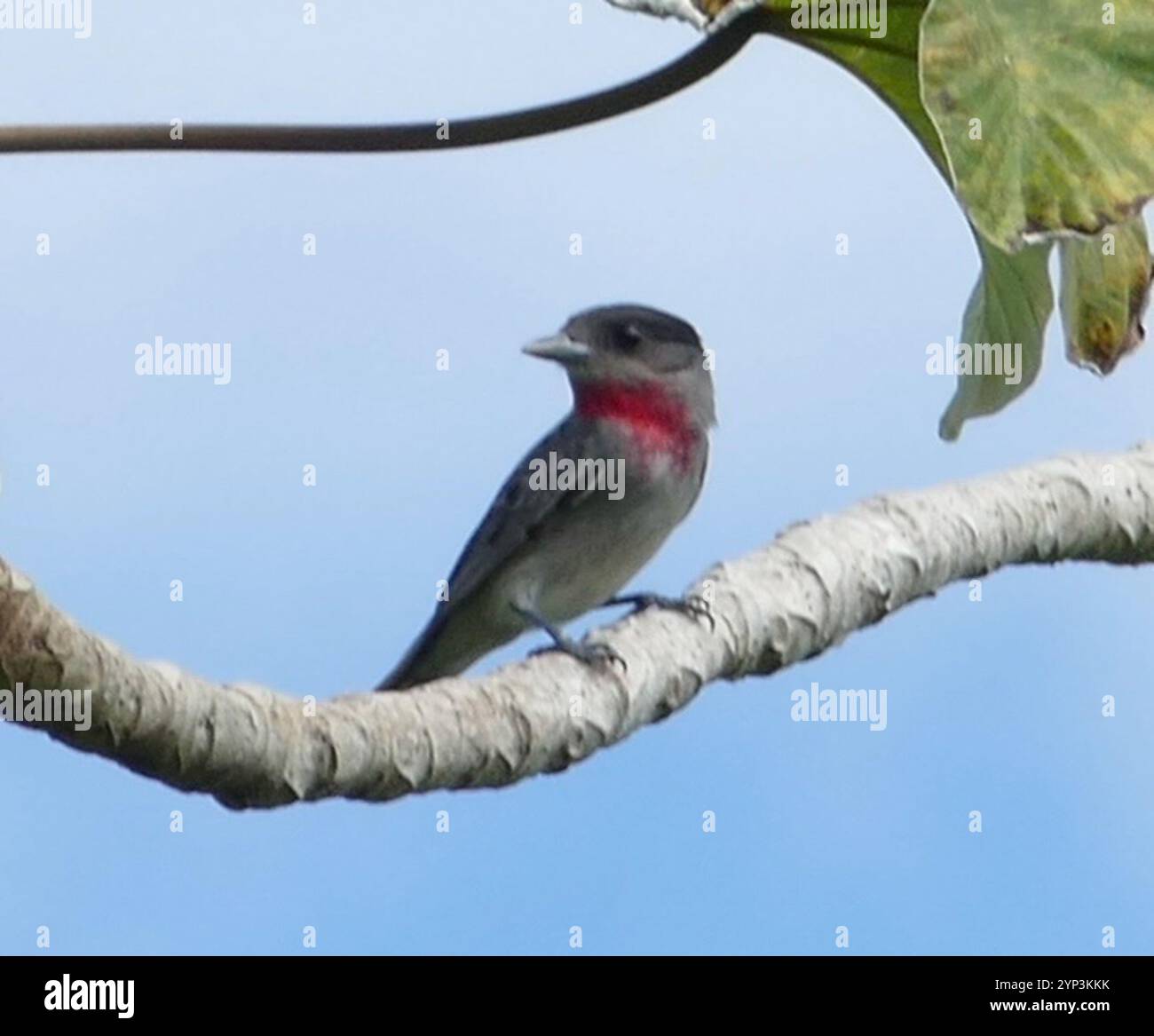 Rose throated becard hi-res stock photography and images - Alamy