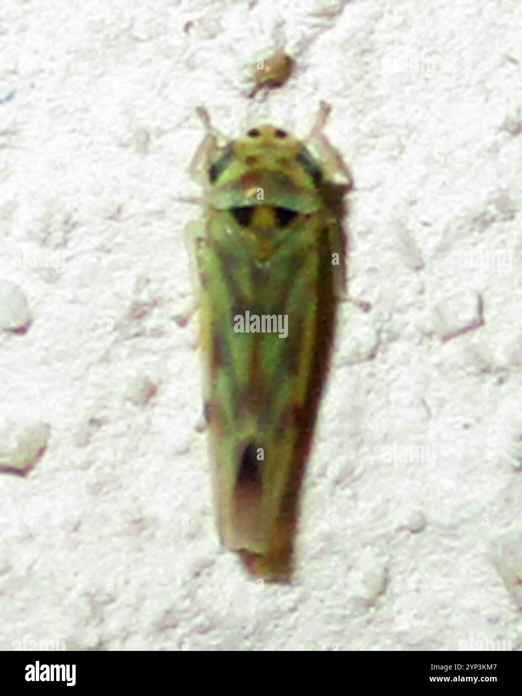 Typical Leafhoppers (Cicadellidae Stock Photo - Alamy