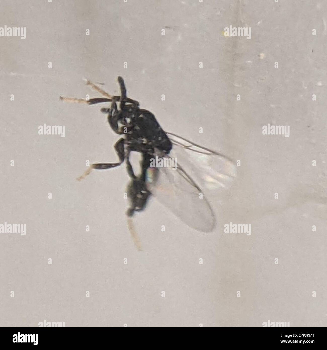 Winged and Once-winged Insects (Pterygota Stock Photo - Alamy