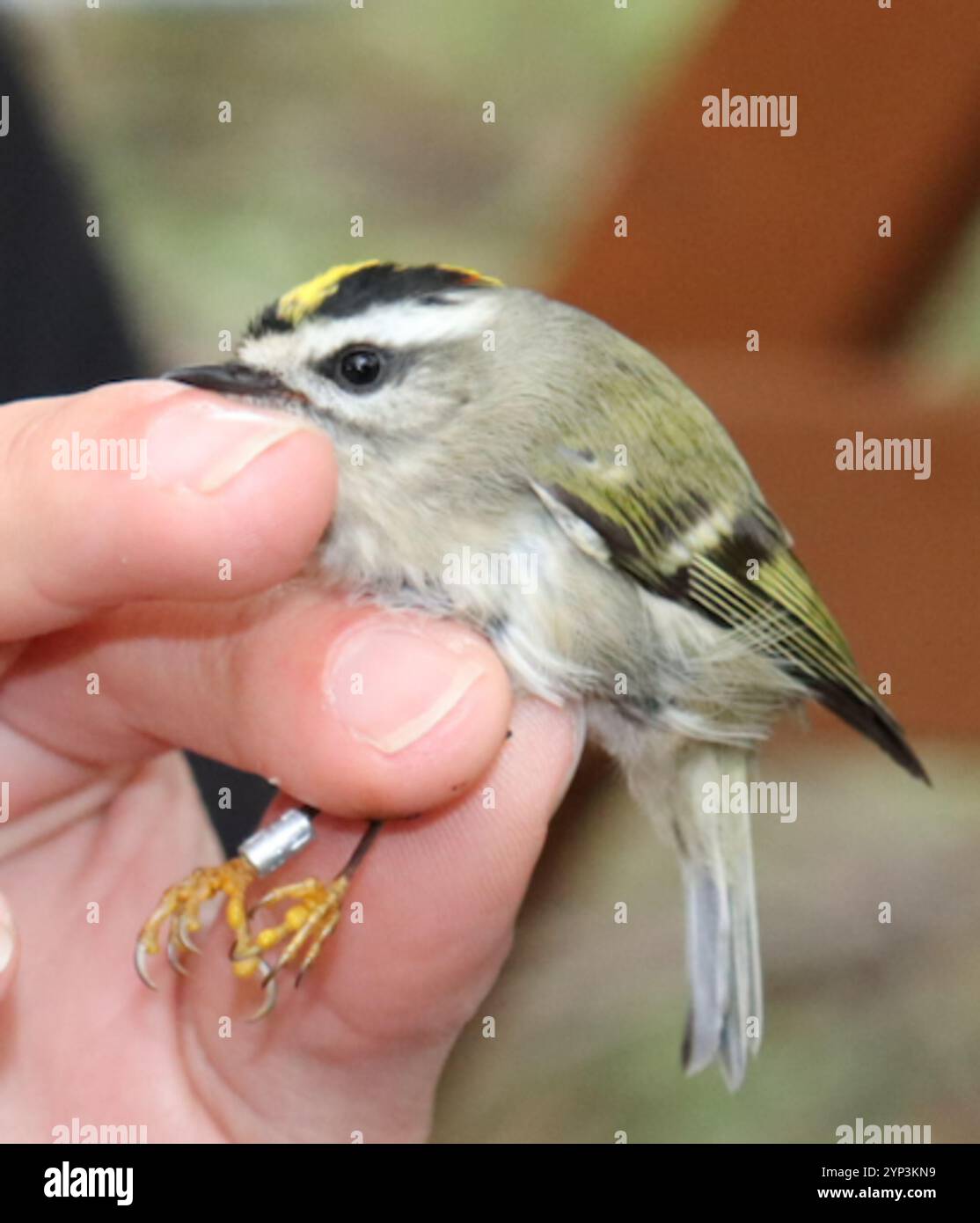 Golden-crowned Kinglet (Regulus satrapa Stock Photo - Alamy