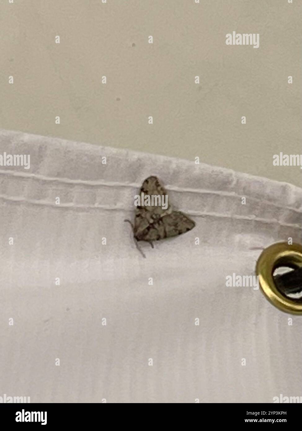 Small Phigalia Moth (Phigalia strigataria Stock Photo - Alamy