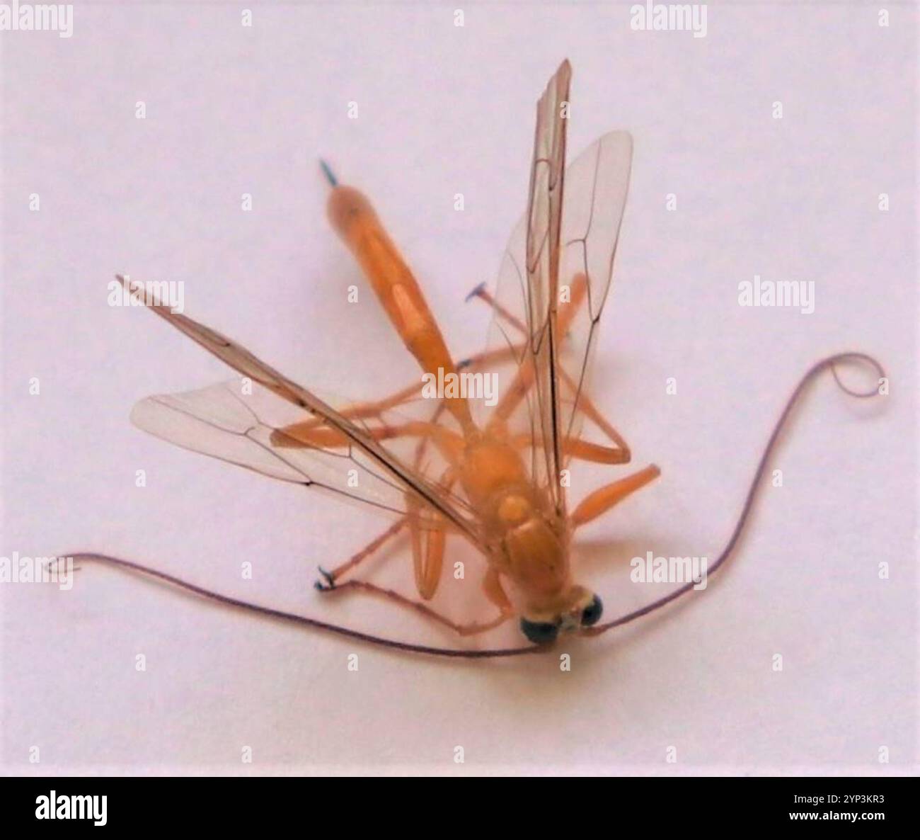 Ichneumonid Wasps (Ichneumonidae Stock Photo - Alamy