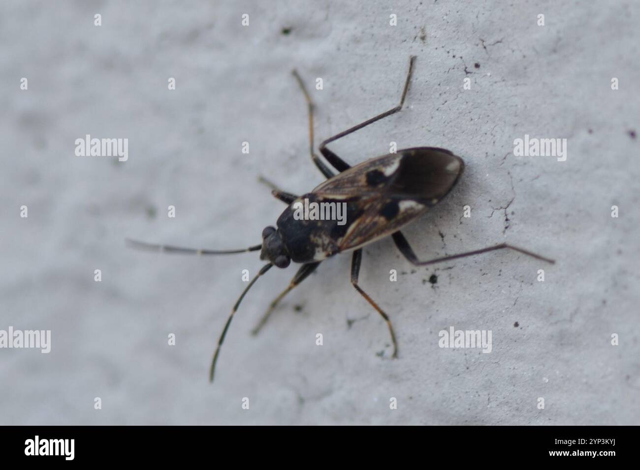 bright-spotted groundbug (Rhyparochromus vulgaris Stock Photo - Alamy