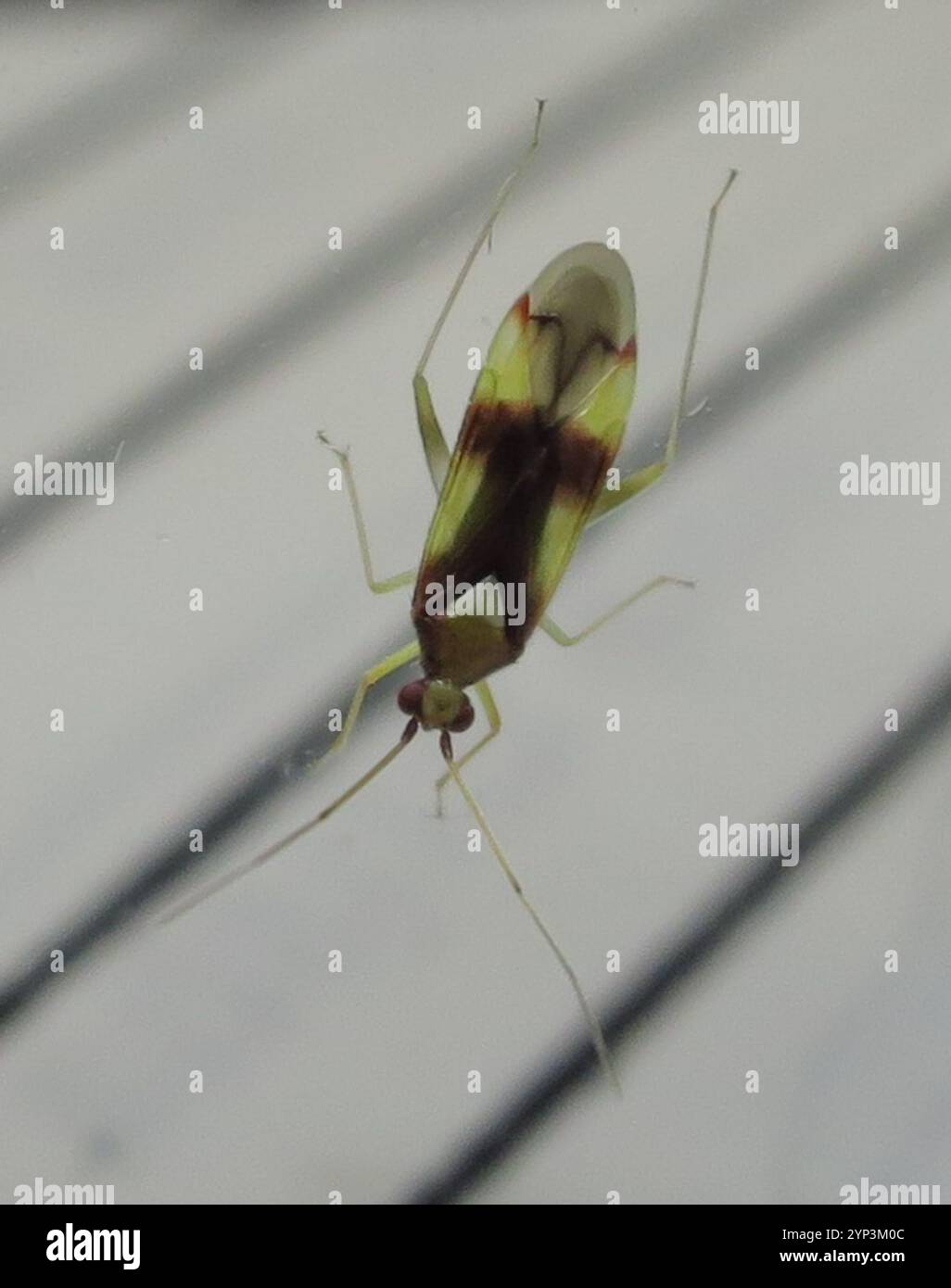 True Bugs (Heteroptera Stock Photo - Alamy