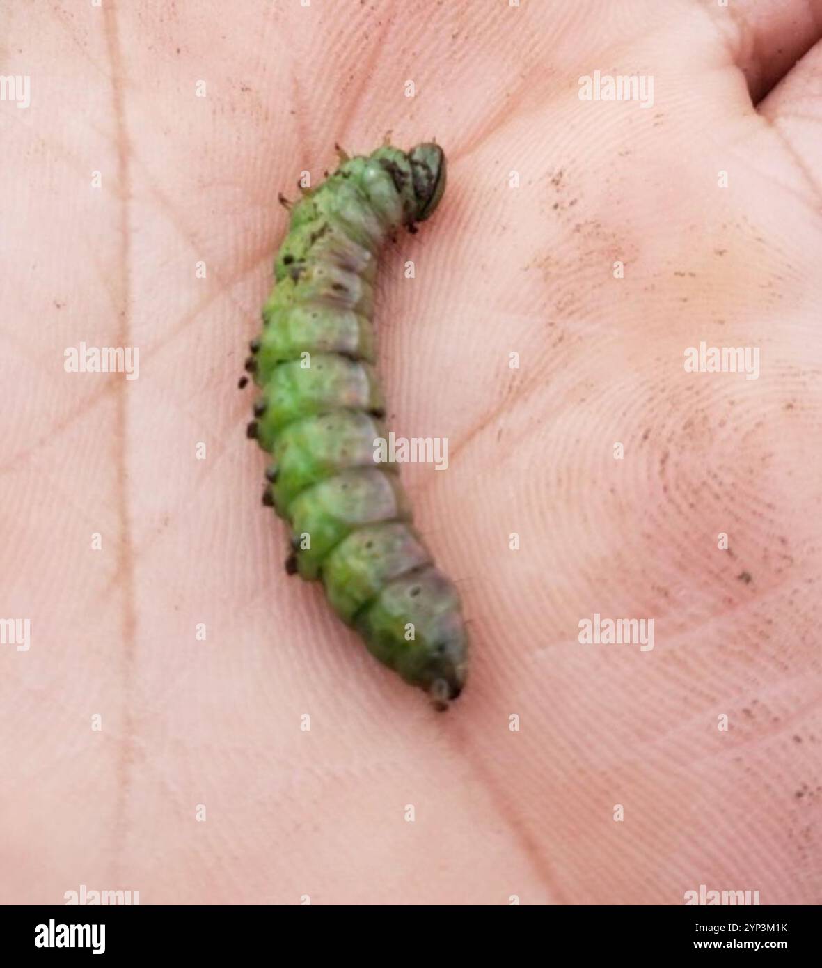 Variable Oakleaf Caterpillar Moth (Lochmaeus manteo Stock Photo - Alamy