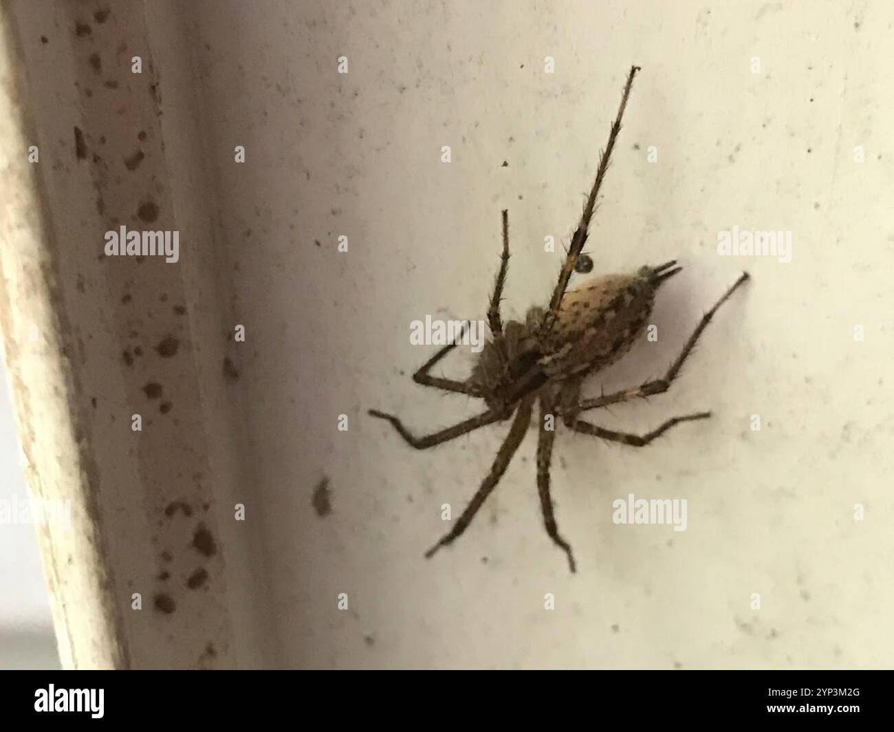 Grass Spiders (Agelenopsis Stock Photo - Alamy