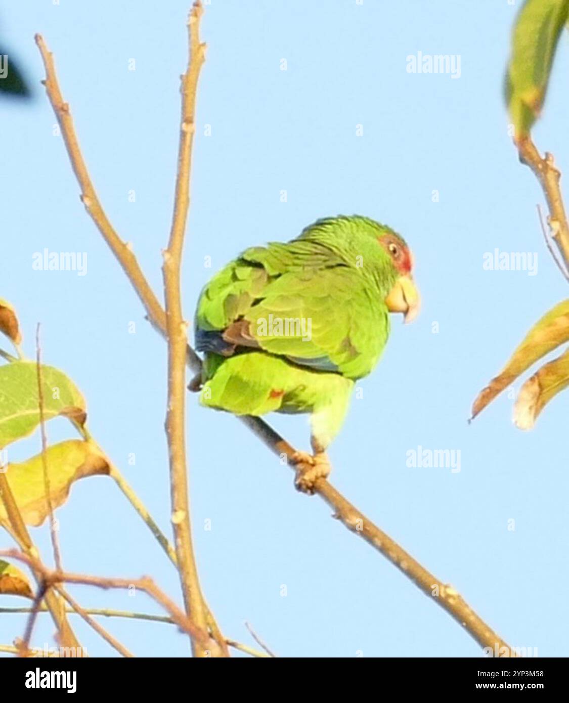 Amazona albifrons hi-res stock photography and images - Alamy