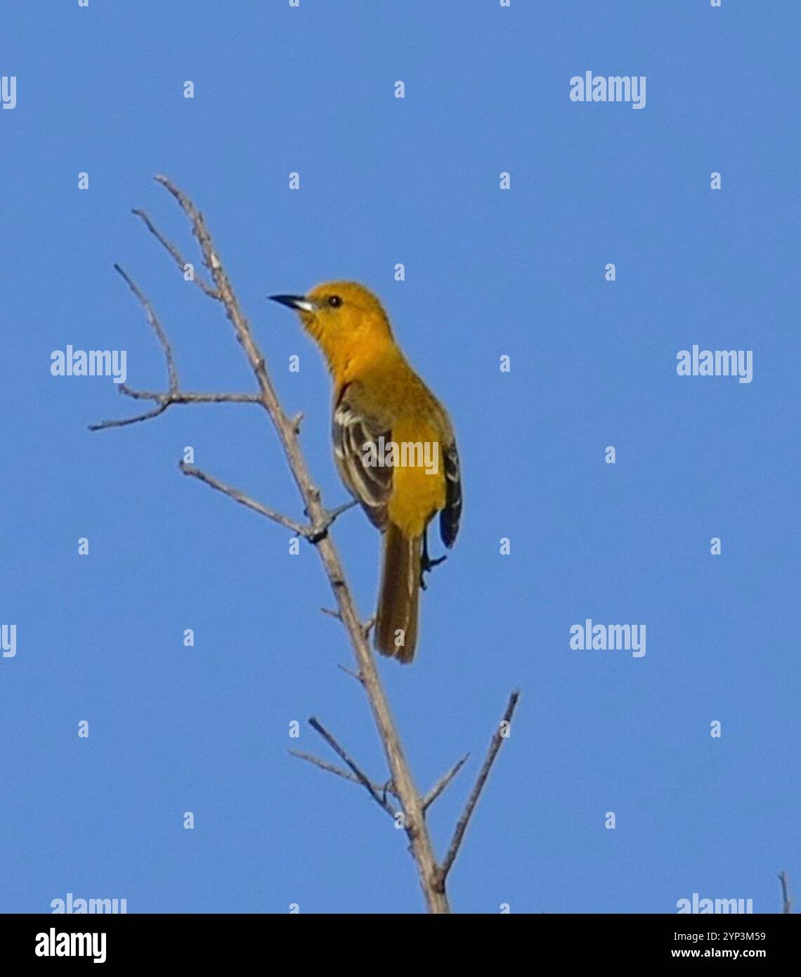 New World Orioles (Icterus Stock Photo - Alamy